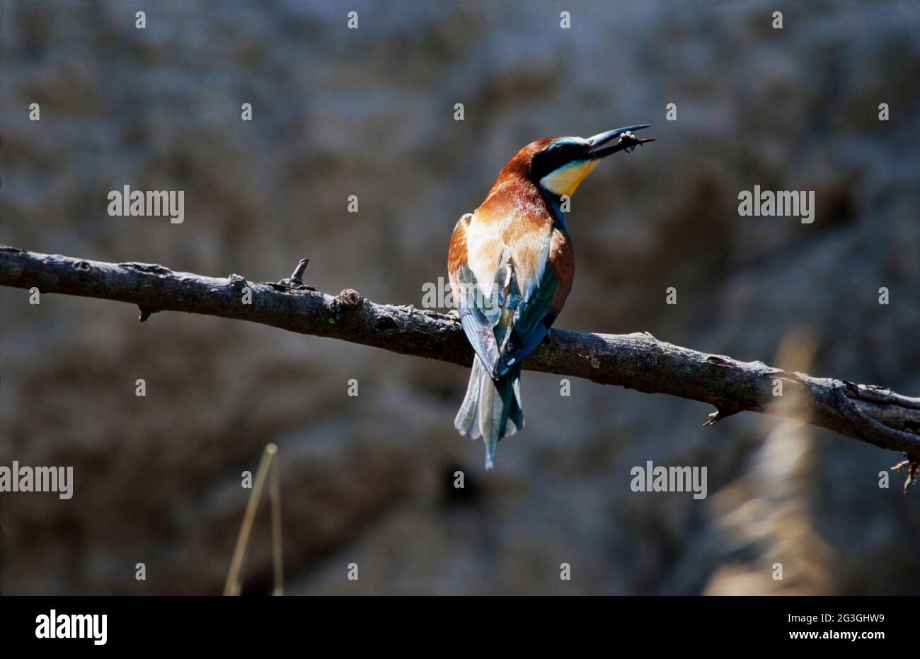Birds and wasps hi-res stock photography and images - Alamy