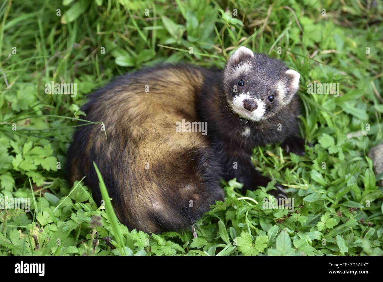 Polecat on tree hi-res stock photography and images - Alamy