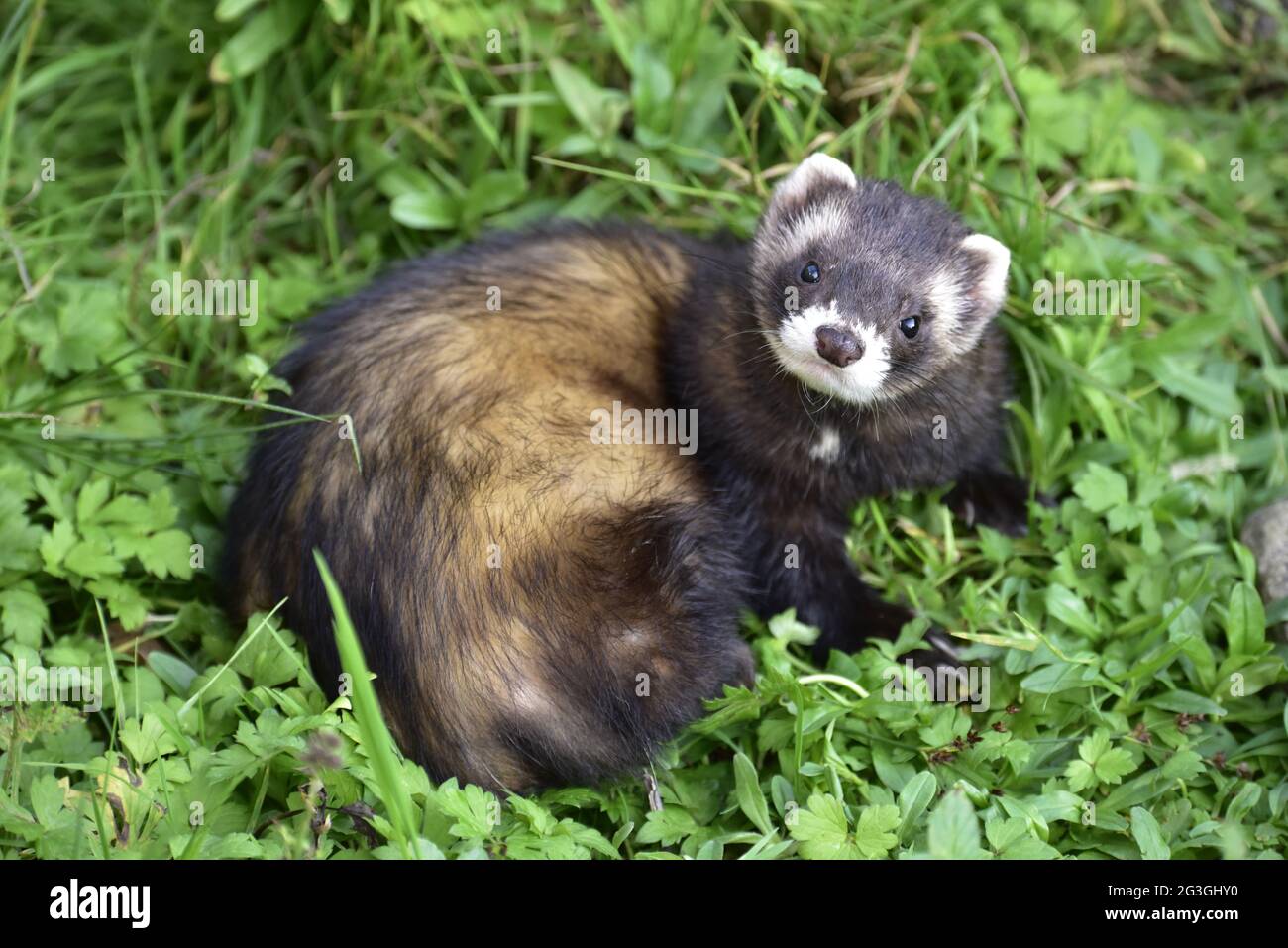 Polecat on tree hi-res stock photography and images - Alamy
