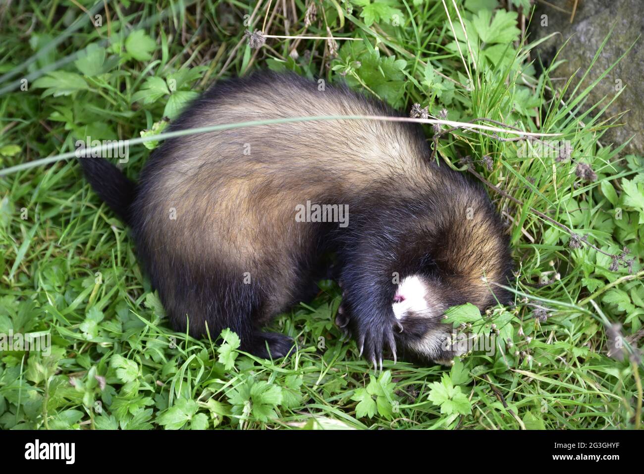 Polecat on tree hi-res stock photography and images - Alamy
