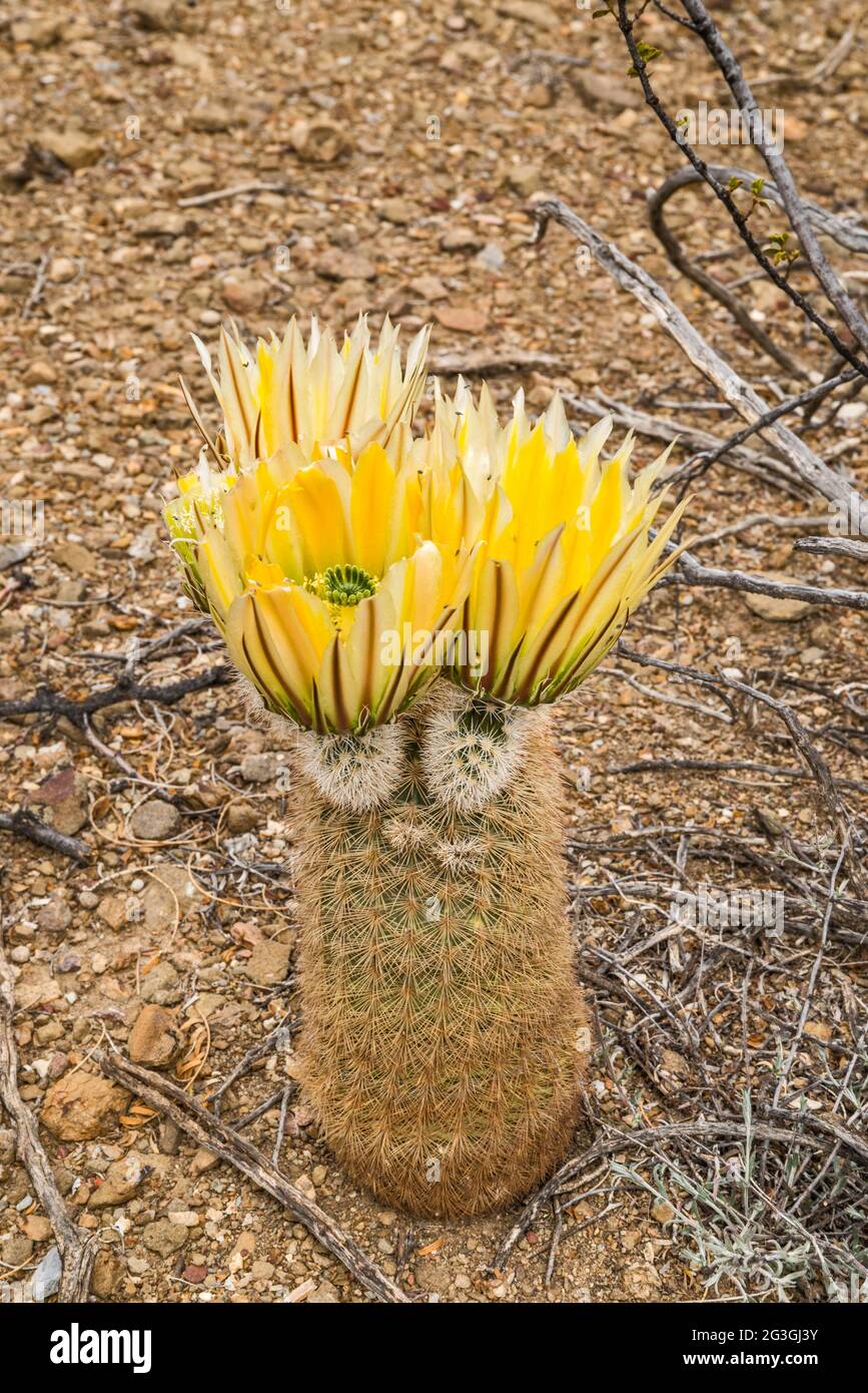 Texas rainbow cactus in bloom, El Solitario area, Big Bend Ranch State ...