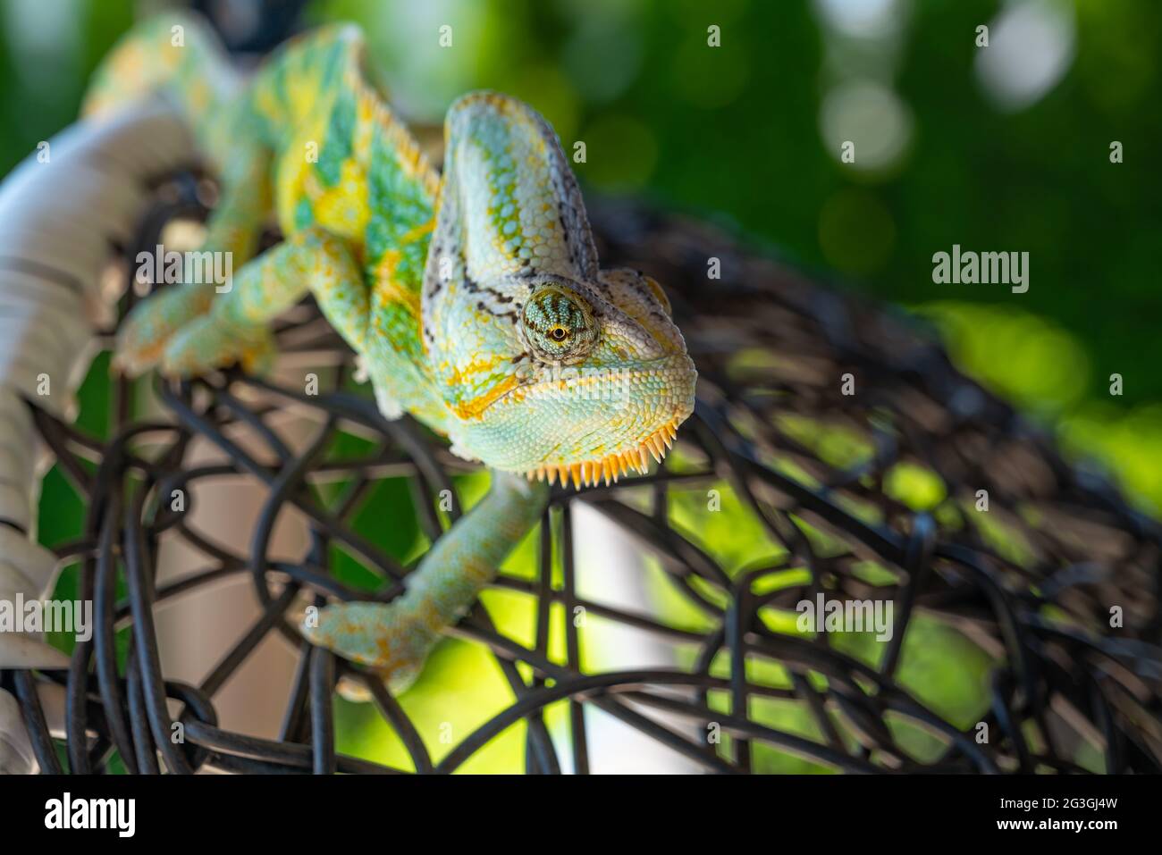 beautiful green colorful Chameleon lizard moving slowly eyes. Exotic ...