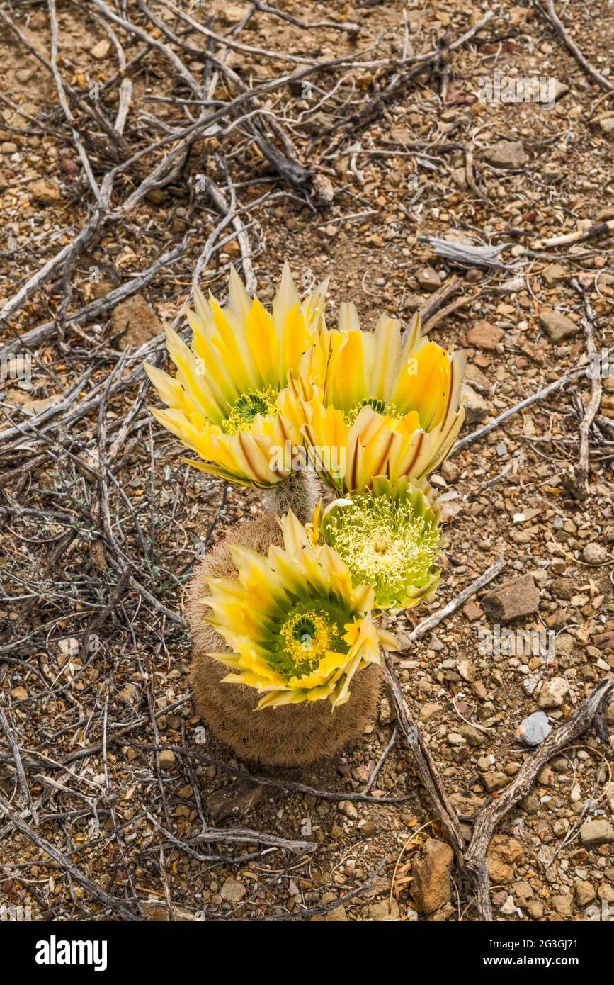 State cactus of texas hi-res stock photography and images - Alamy