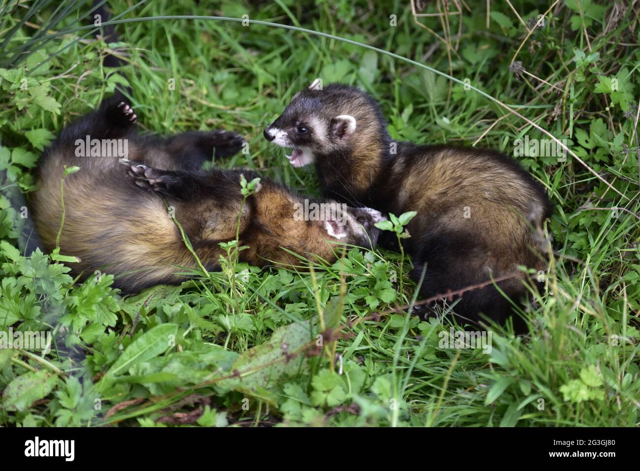 Polecat forest hi-res stock photography and images - Alamy
