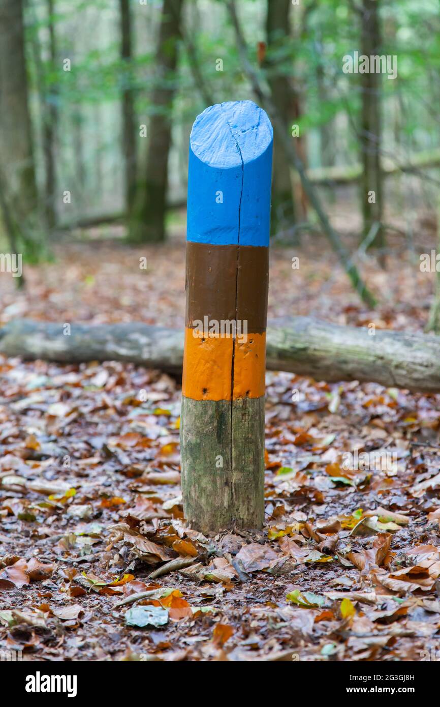 Painted marking in a dutch forrest Stock Photo - Alamy