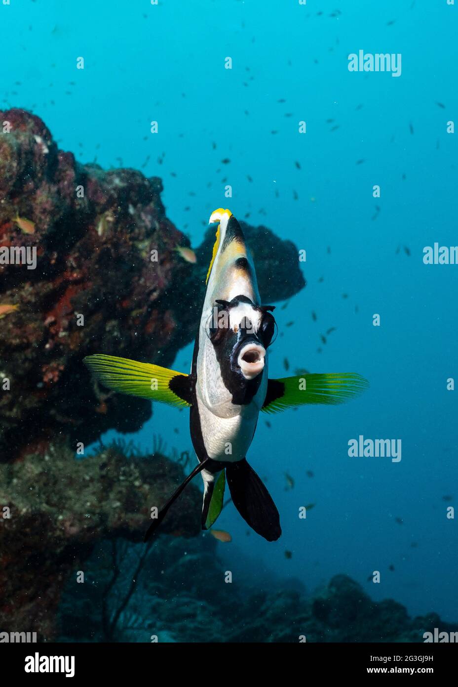 Reef Bannerfish, Heniochus acuminatus, in Maldives Stock Photo - Alamy