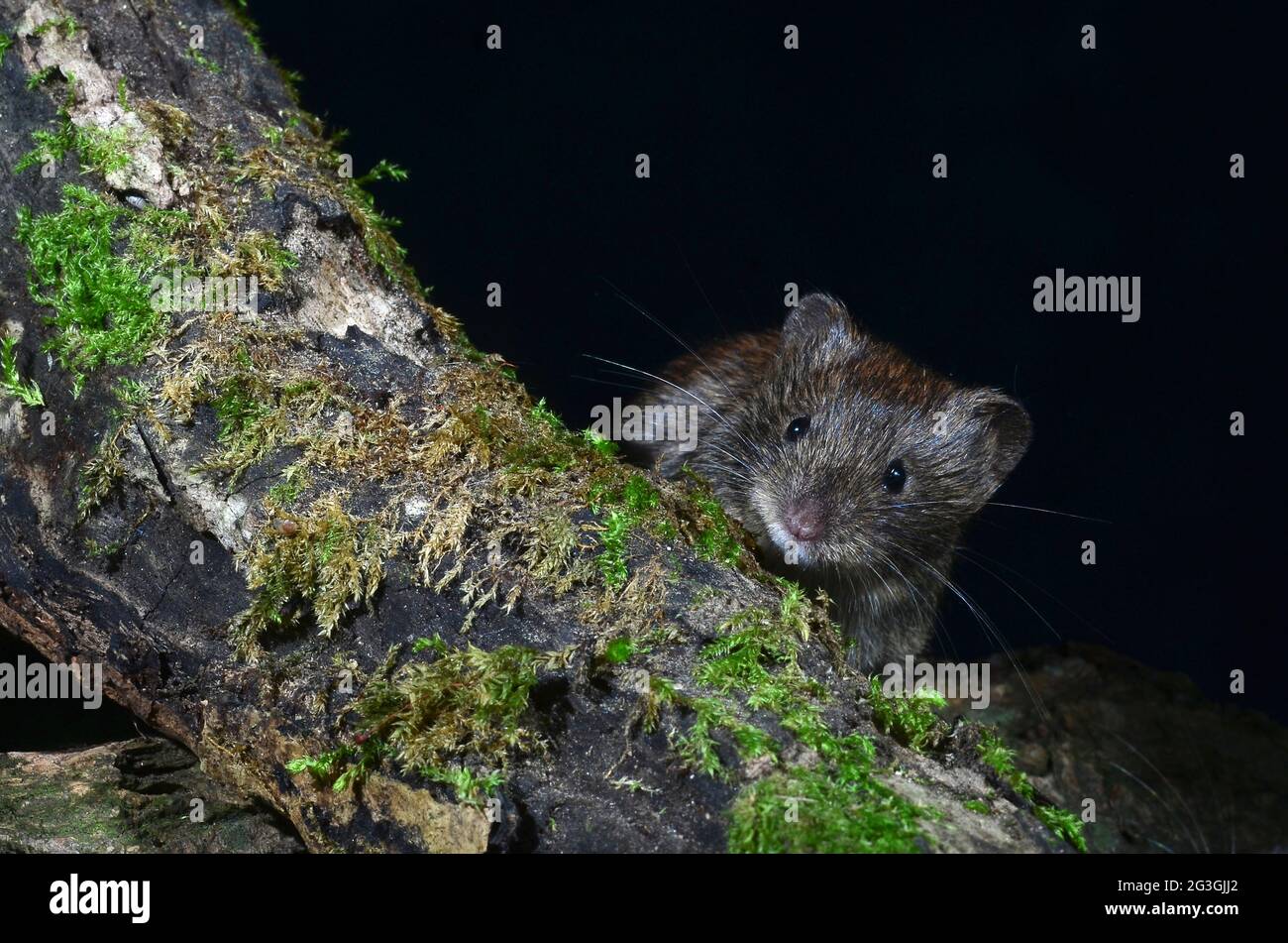 Voles clethrionomys glareplus hi-res stock photography and images - Alamy