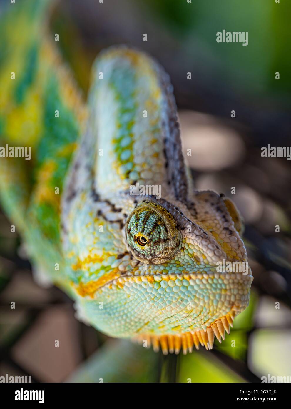 beautiful green colorful Chameleon lizard moving slowly eyes. Exotic ...