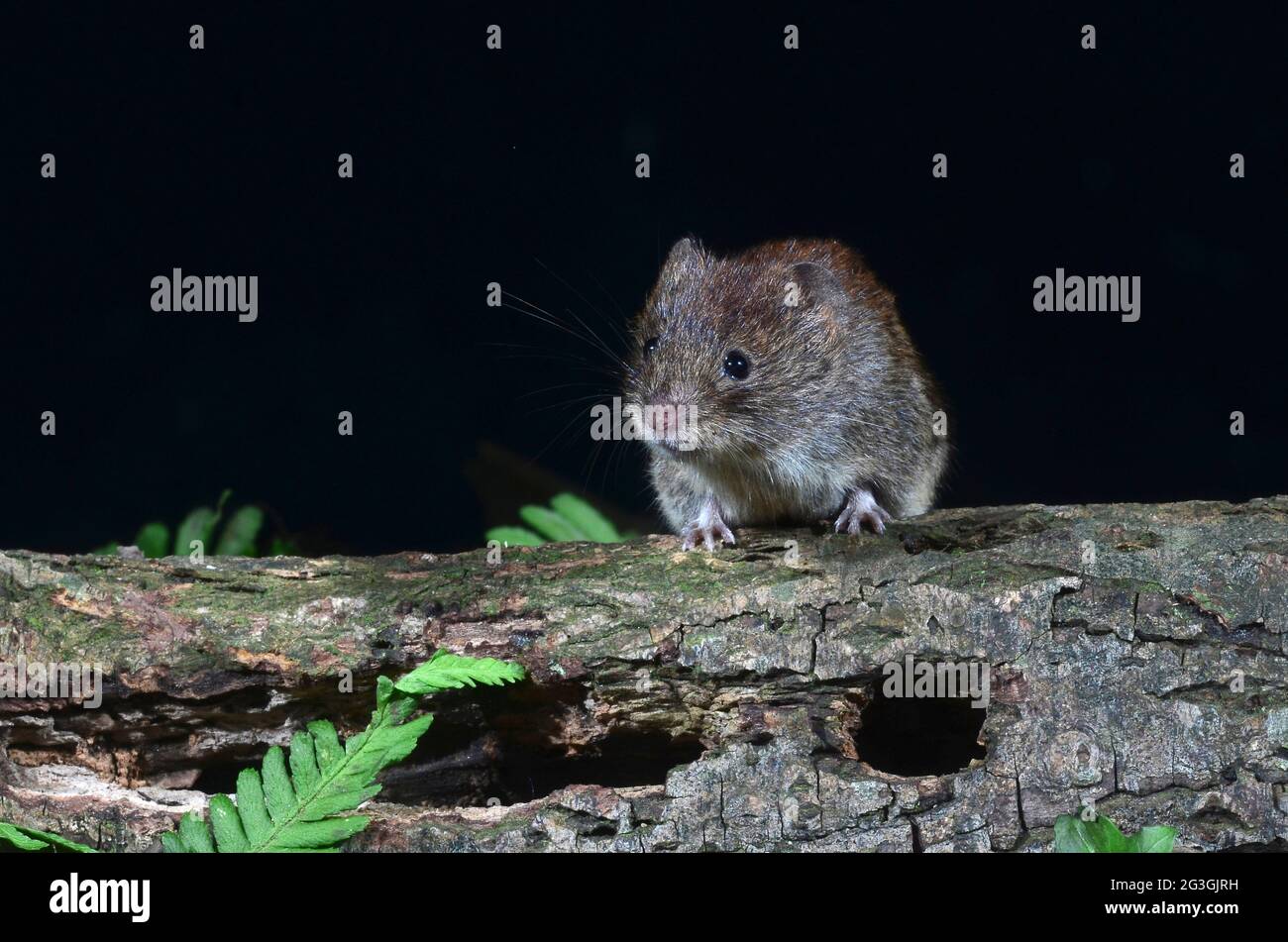 Voles clethrionomys glareplus hi-res stock photography and images - Alamy