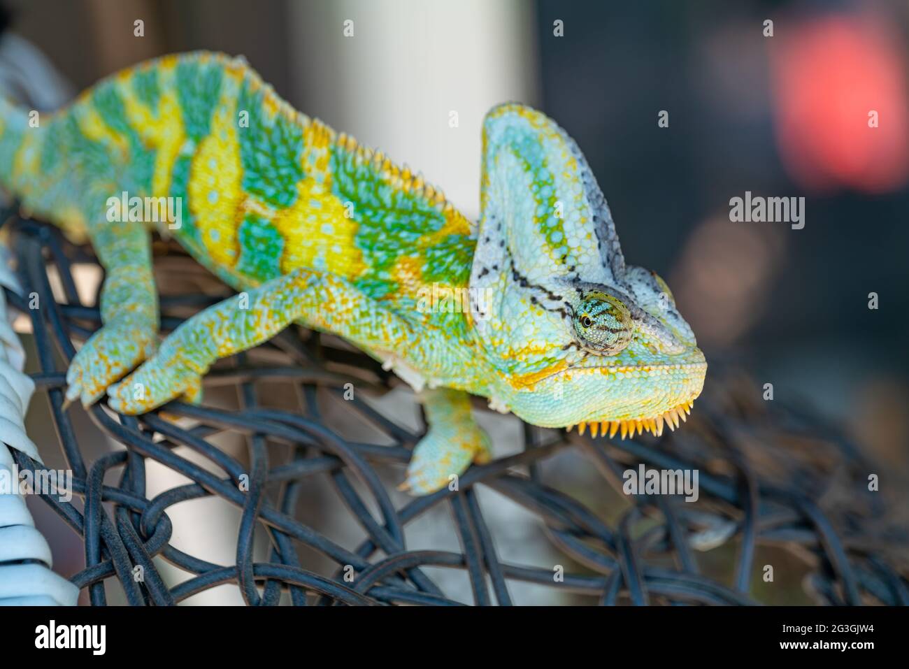 beautiful green colorful Chameleon lizard moving slowly eyes. Exotic ...
