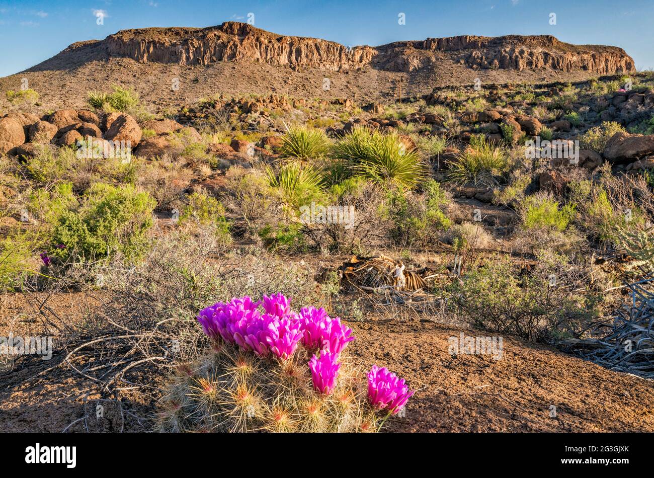Strawberry Cactus in bloom, La Mota Mountain, Big Bend Ranch State Park ...