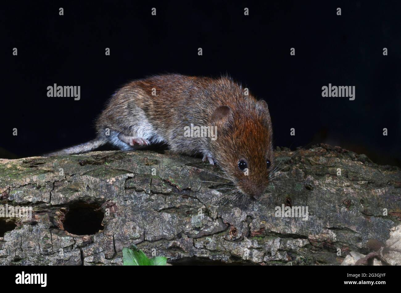 Voles clethrionomys glareplus hi-res stock photography and images - Alamy