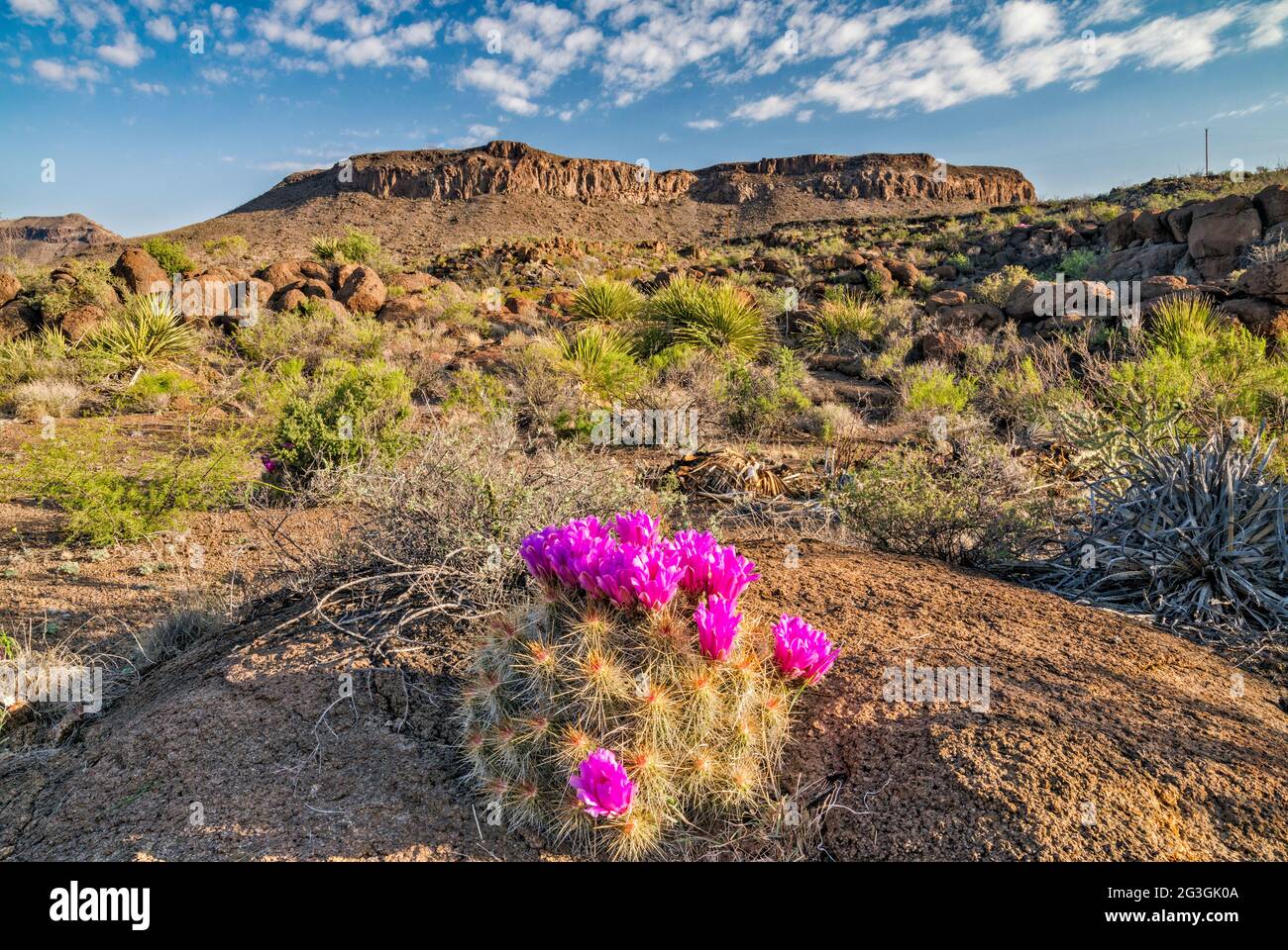 Strawberry Cactus in bloom, La Mota Mountain, Big Bend Ranch State Park ...