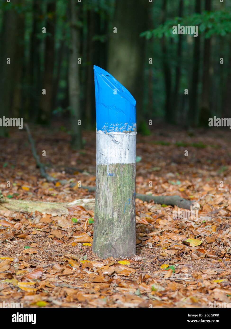 Painted marking in a dutch forrest Stock Photo - Alamy