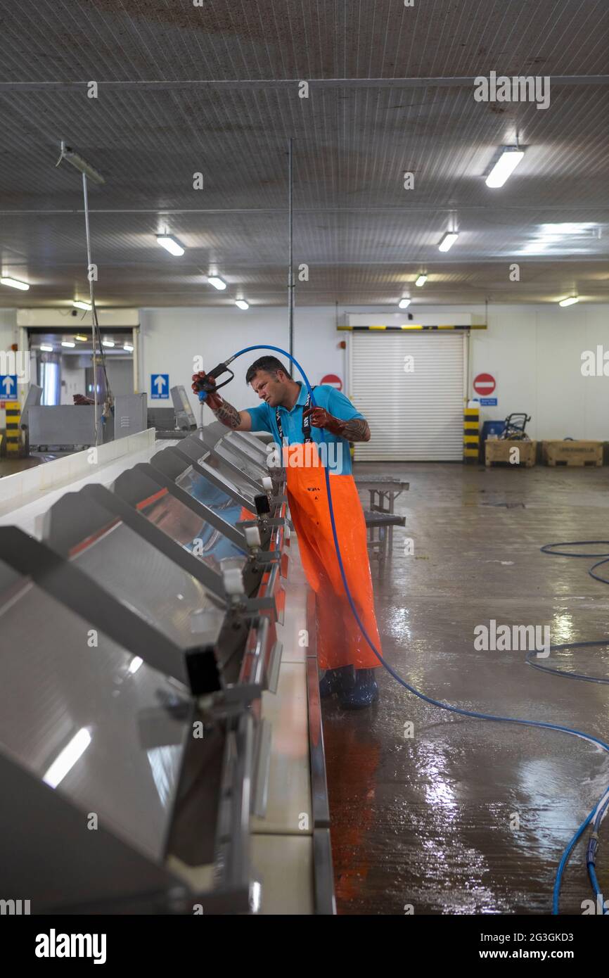 Haddock, Grimsby Fish Market, Grimsby Docks, Uk Fishing Stock Photo - Alamy