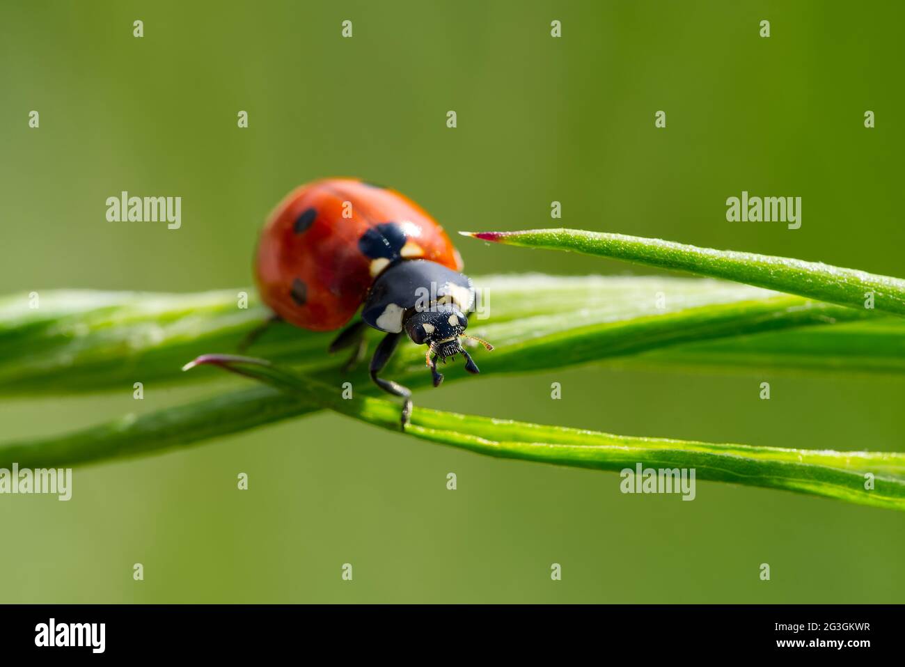 Little Ladybird at morning on green leaf Stock Photo - Alamy
