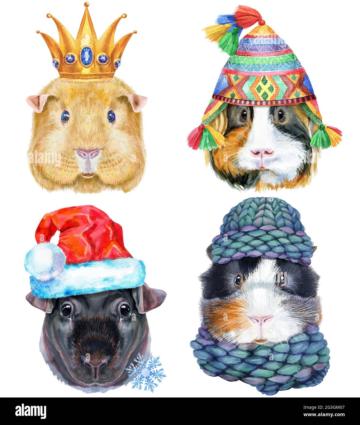 English guinea pig Cut Out Stock Images & Pictures - Alamy