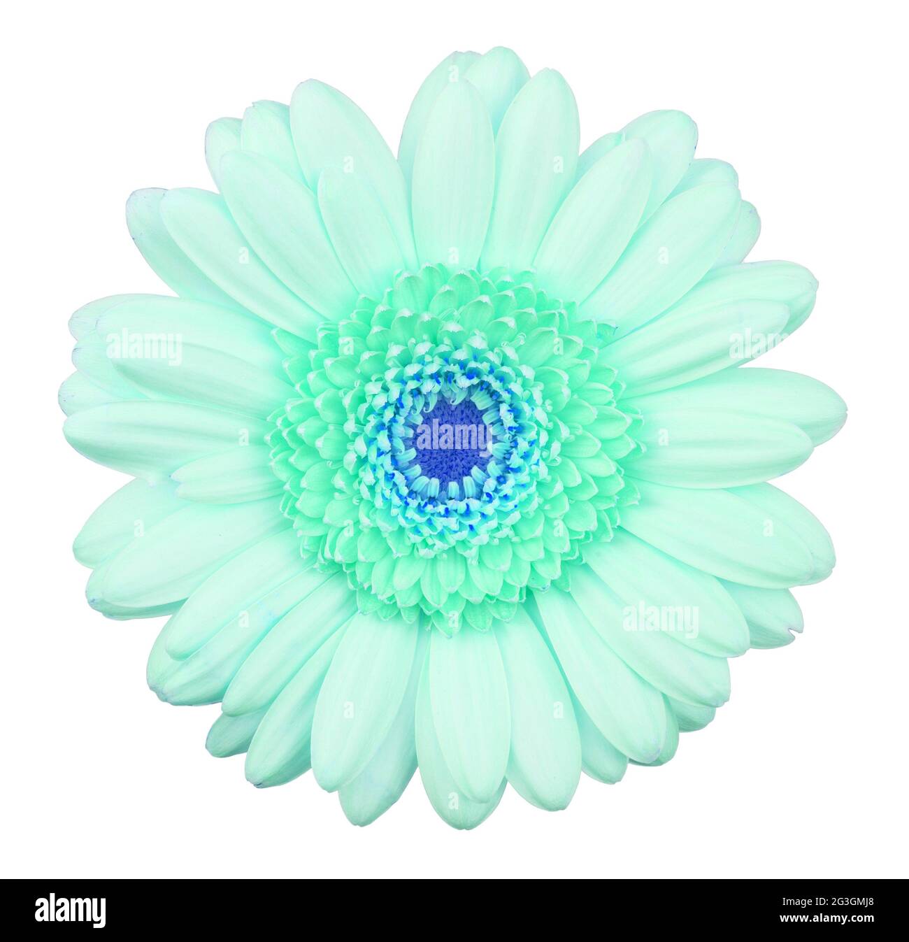 Blue gerbera flower isolated Stock Photo - Alamy
