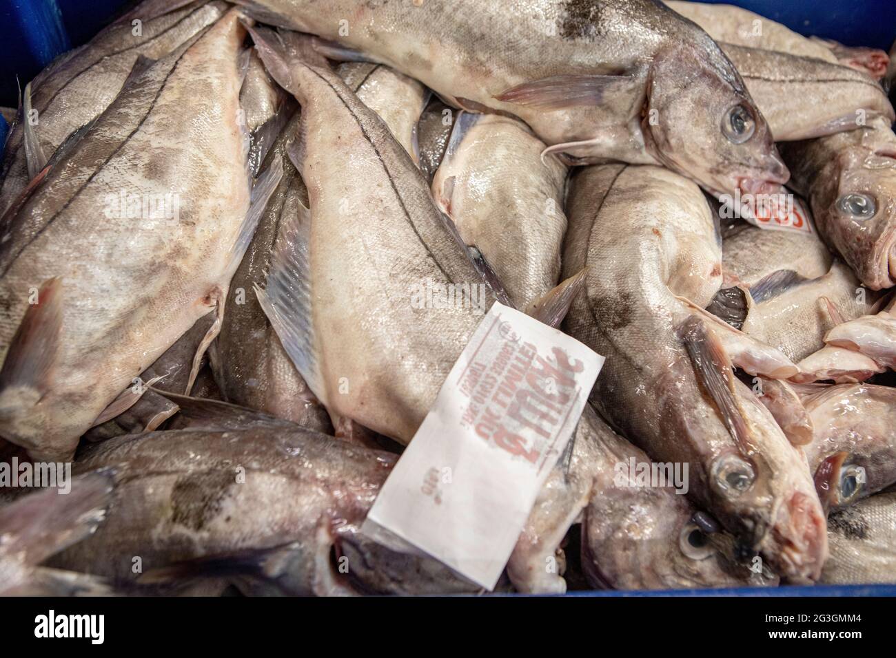 Haddock, Grimsby Fish Market, Grimsby Docks, Uk Fishing Stock Photo - Alamy