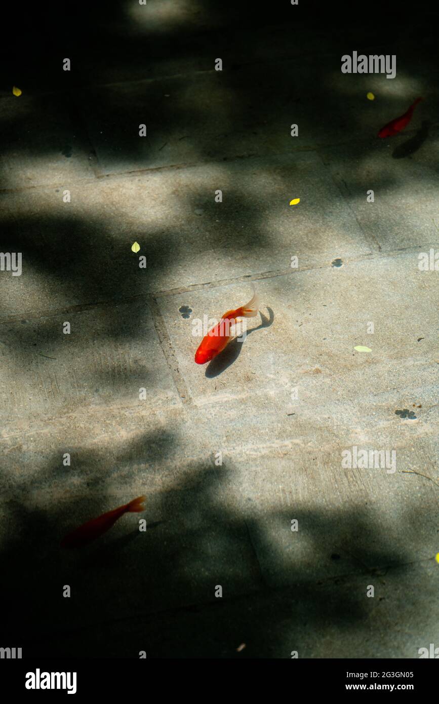 Fish chinese culture hi-res stock photography and images - Alamy