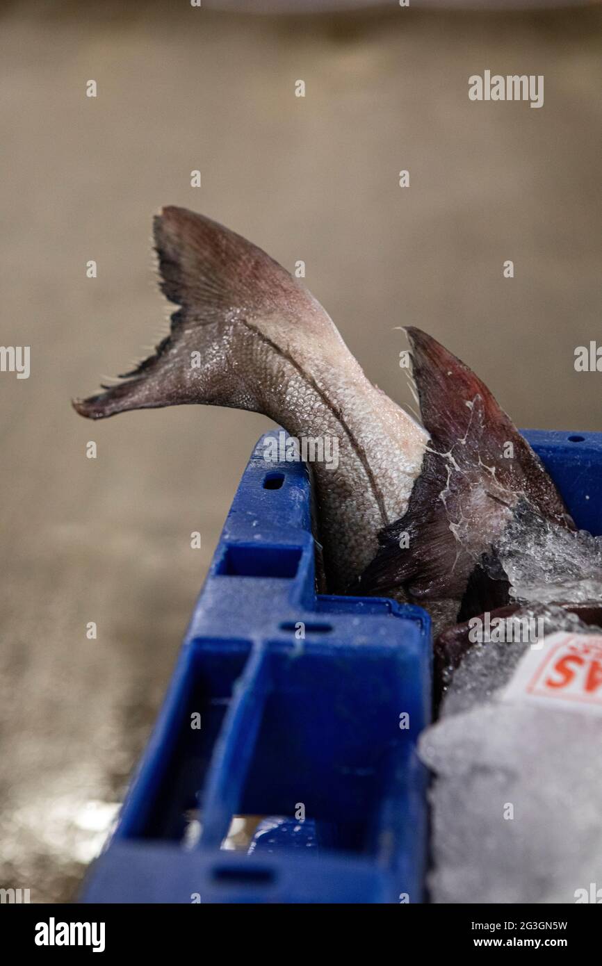 Haddock, Grimsby Fish Market, Grimsby Docks, Uk Fishing Stock Photo - Alamy