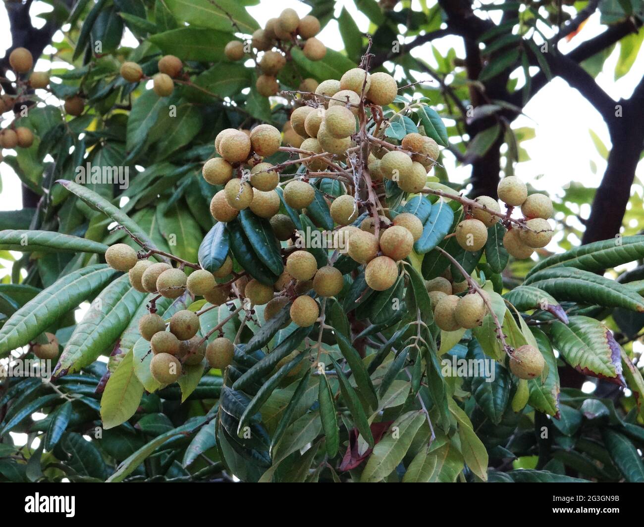 Longan fruit trees are full of longan fruits Stock Photo - Alamy