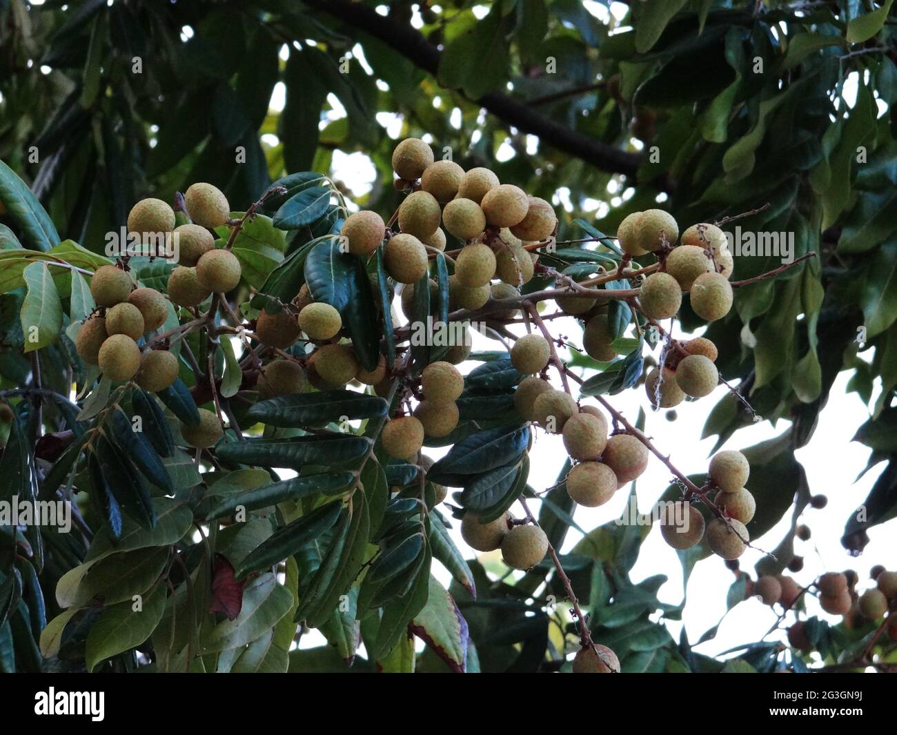 Longan fruit trees are full of longan fruits Stock Photo - Alamy