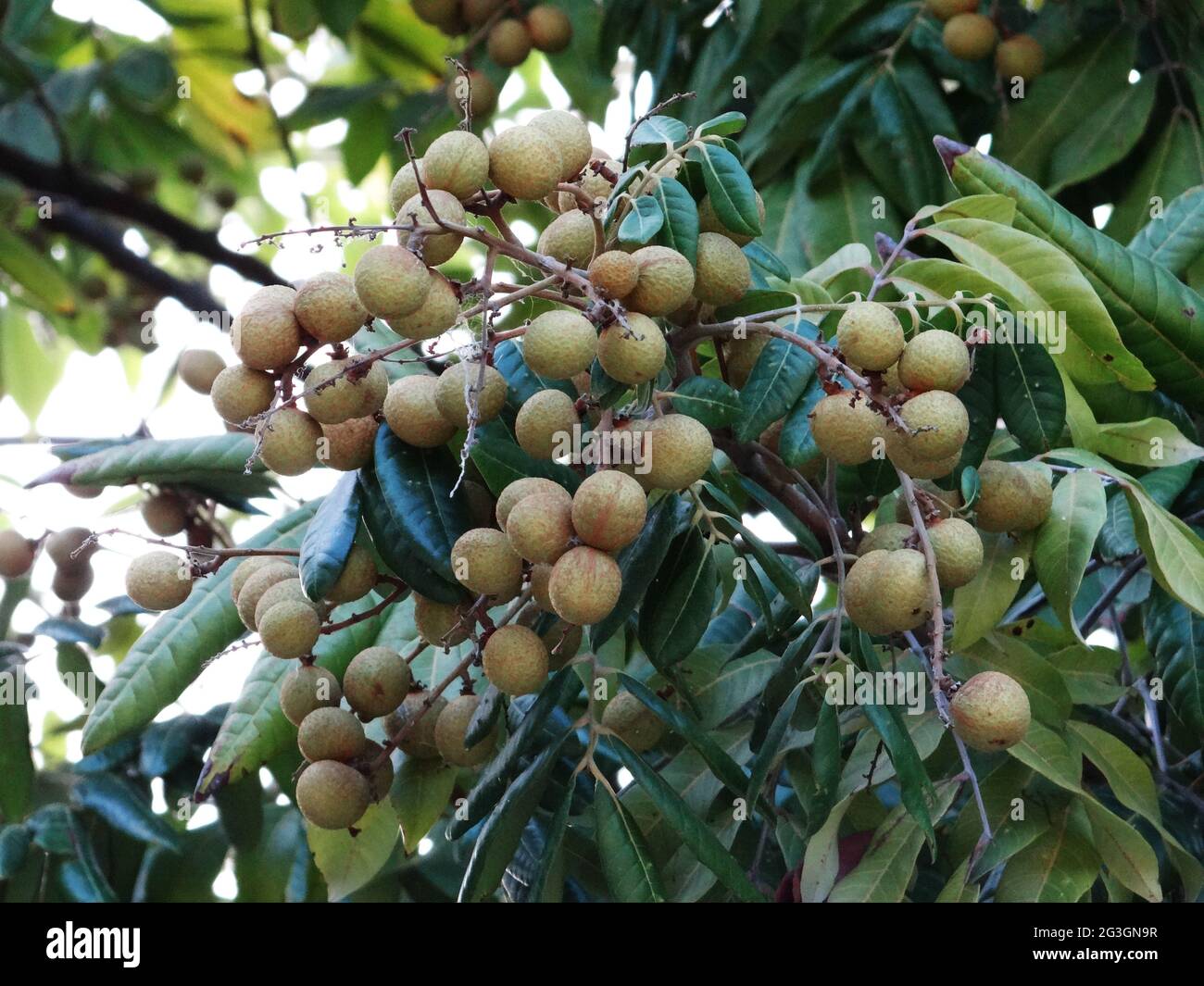 Longan fruit trees are full of longan fruits Stock Photo - Alamy