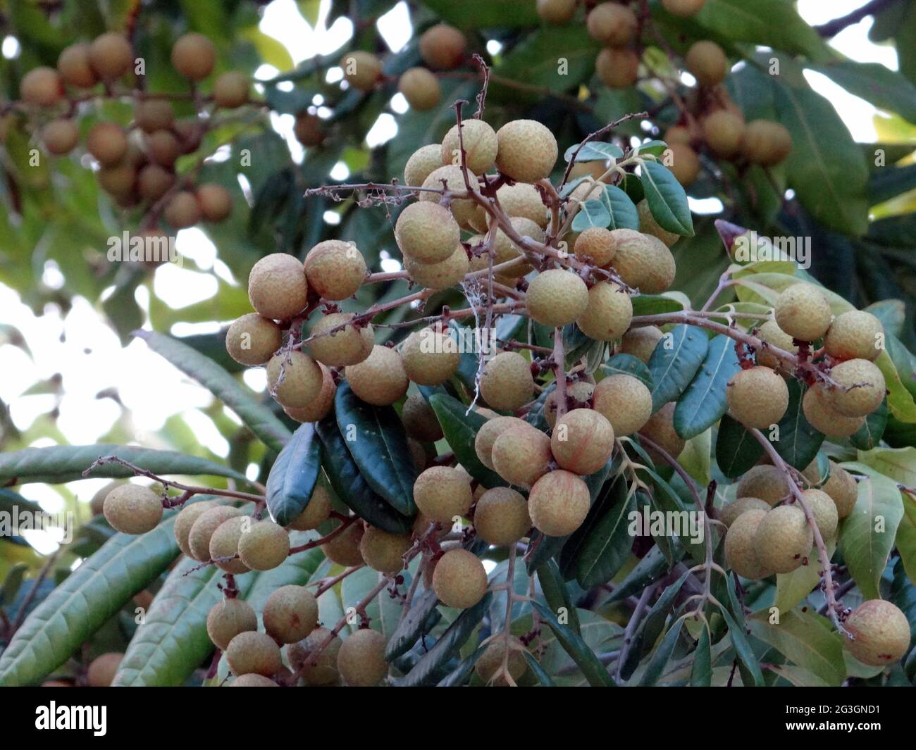 Longan fruit trees are full of longan fruits Stock Photo - Alamy