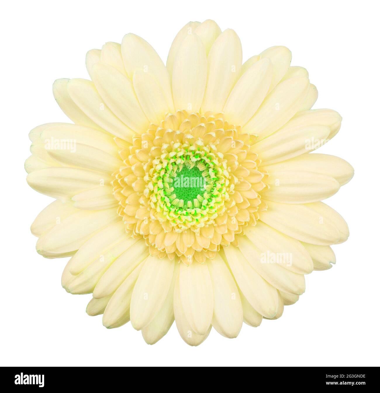 Yellow gerbera flower isolated Stock Photo - Alamy