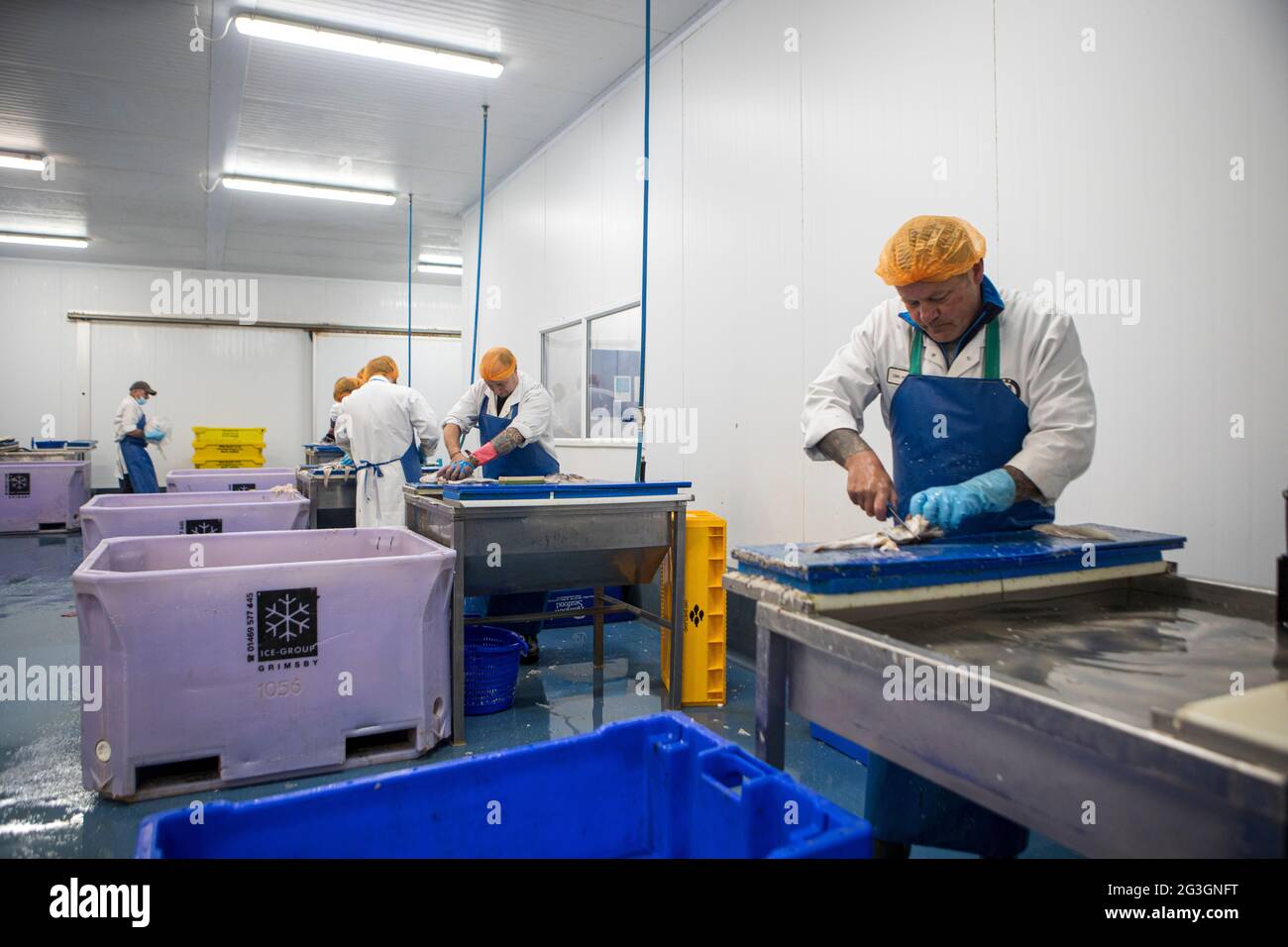 Uk fish industry processing hi-res stock photography and images - Alamy