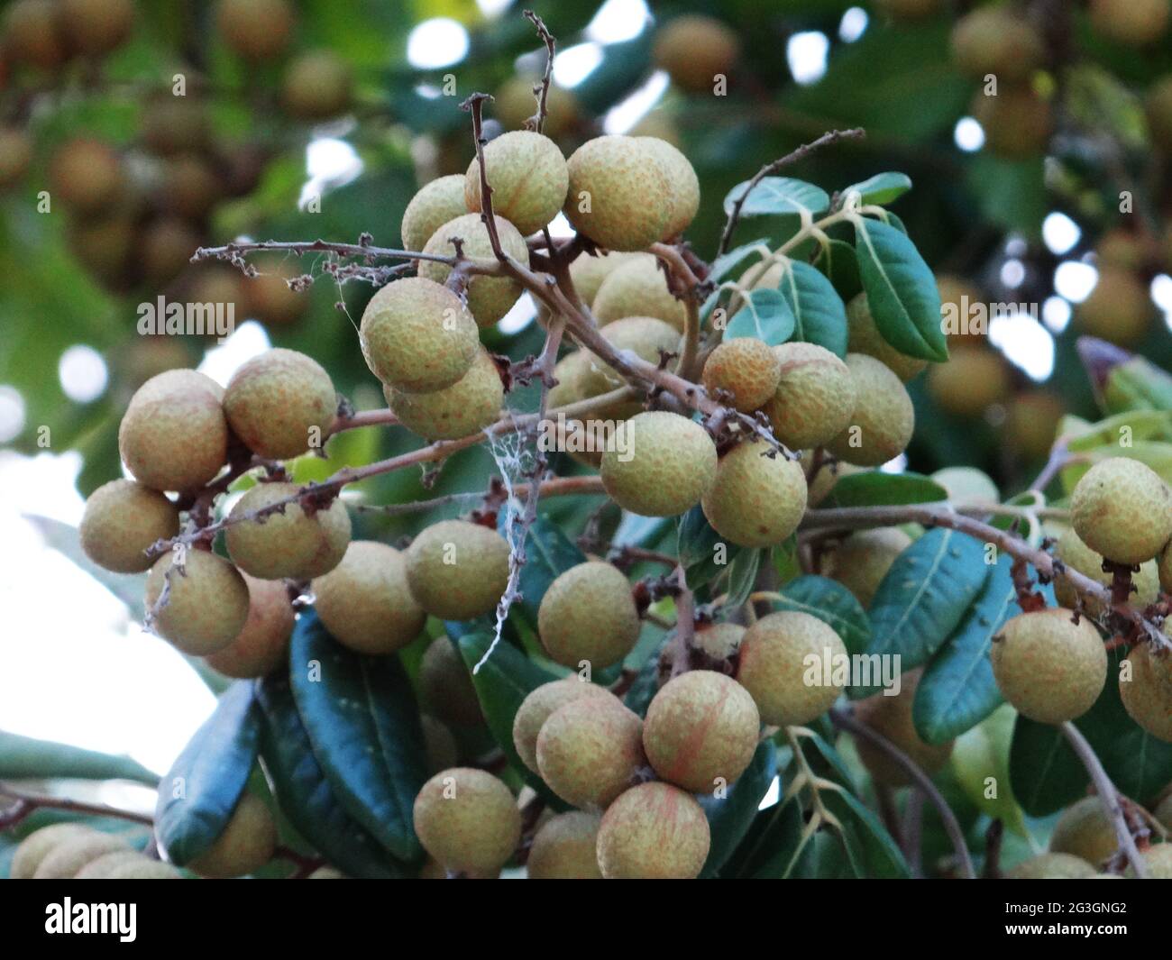Longan fruit trees are full of longan fruits Stock Photo - Alamy