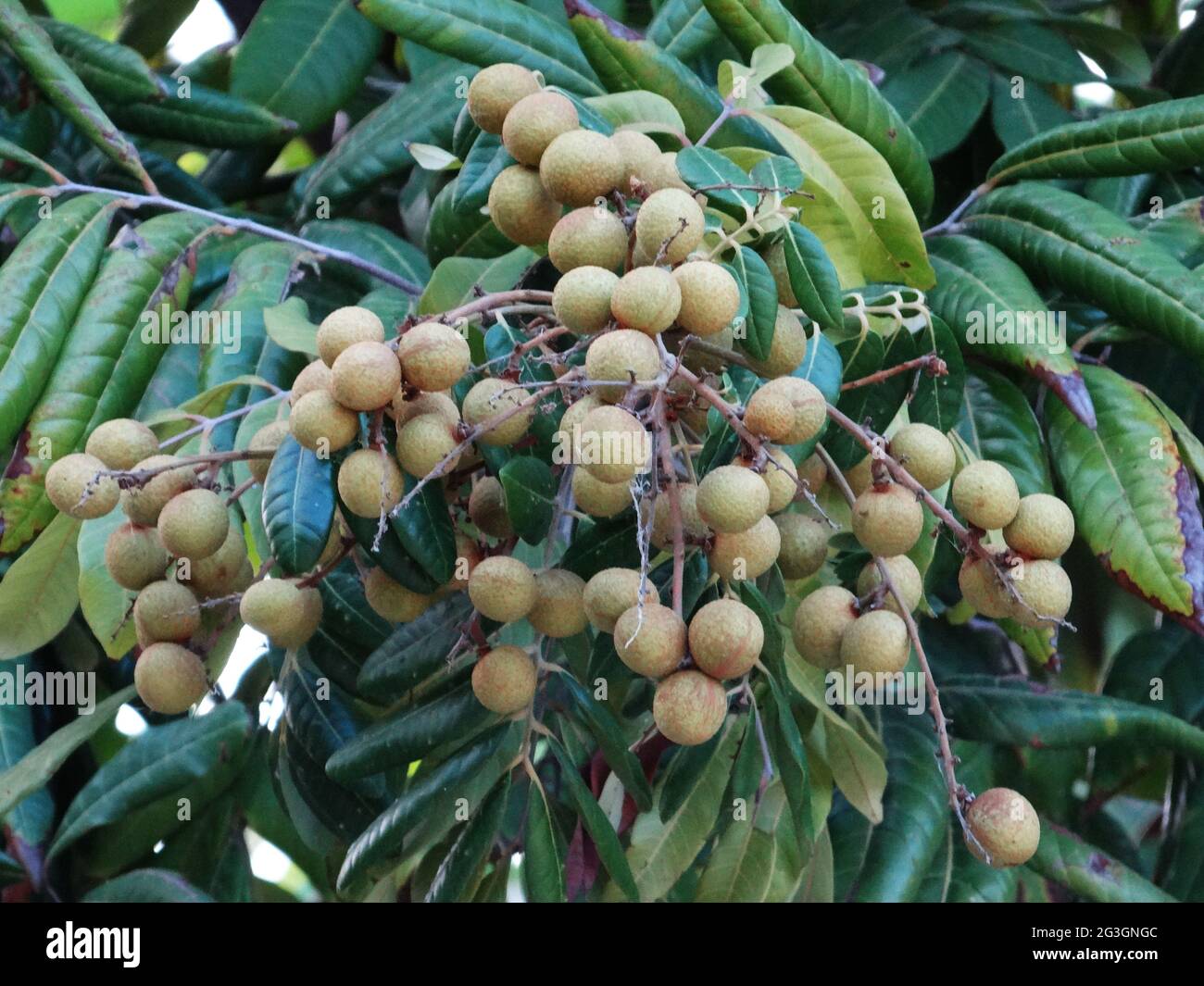 Longan fruit trees are full of longan fruits Stock Photo - Alamy