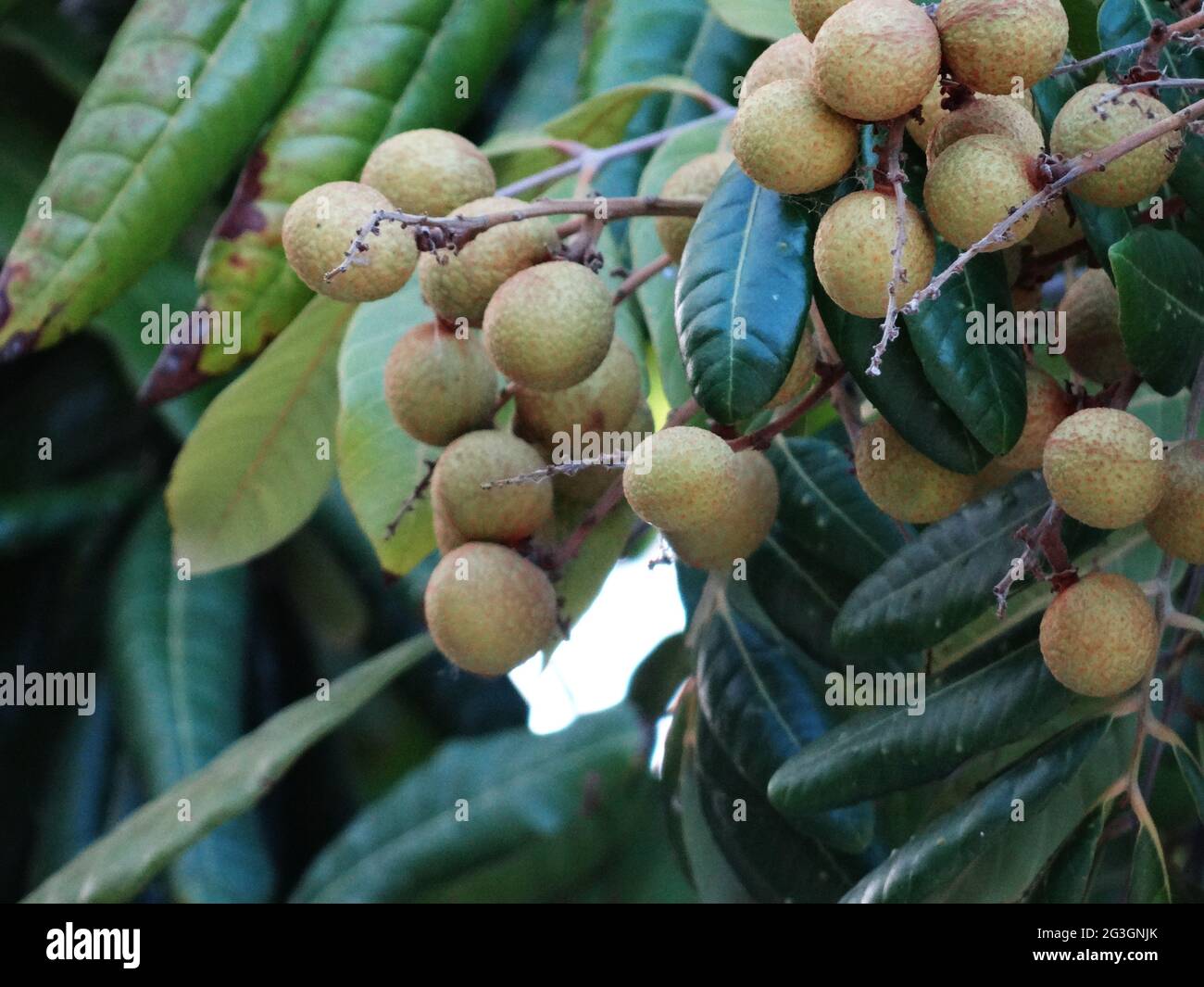 Longan fruit trees are full of longan fruits Stock Photo - Alamy