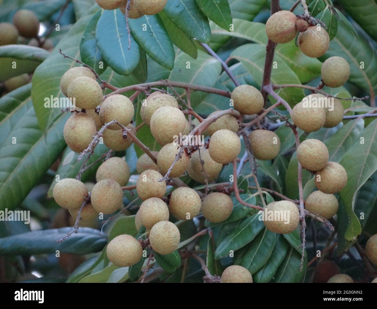 Longan fruit trees are full of longan fruits Stock Photo - Alamy
