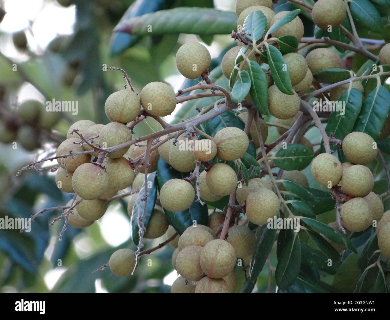 Longan fruit trees are full of longan fruits Stock Photo - Alamy