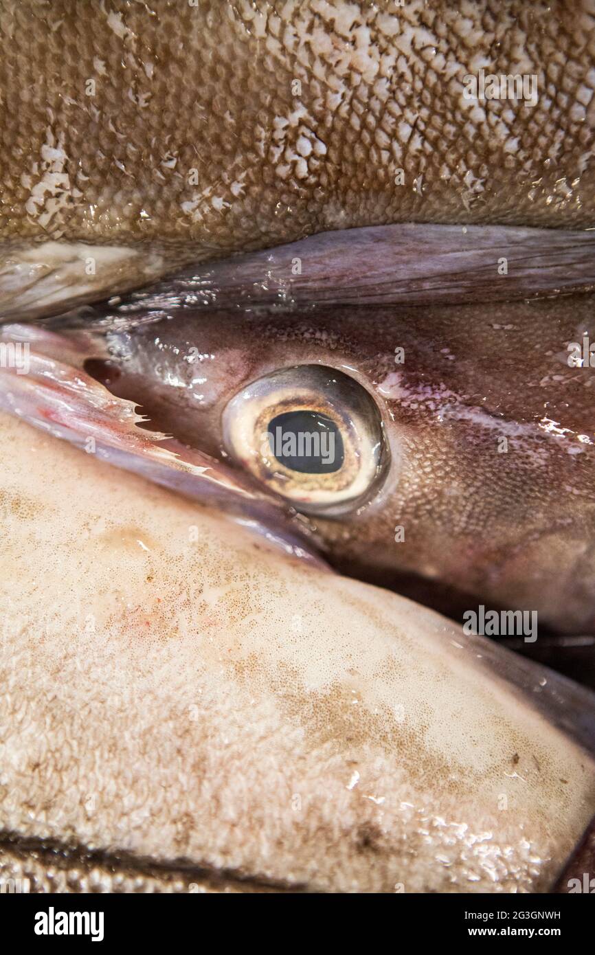 UK fishing Industry. Haddock at Grimsby Fish Market Stock Photo - Alamy