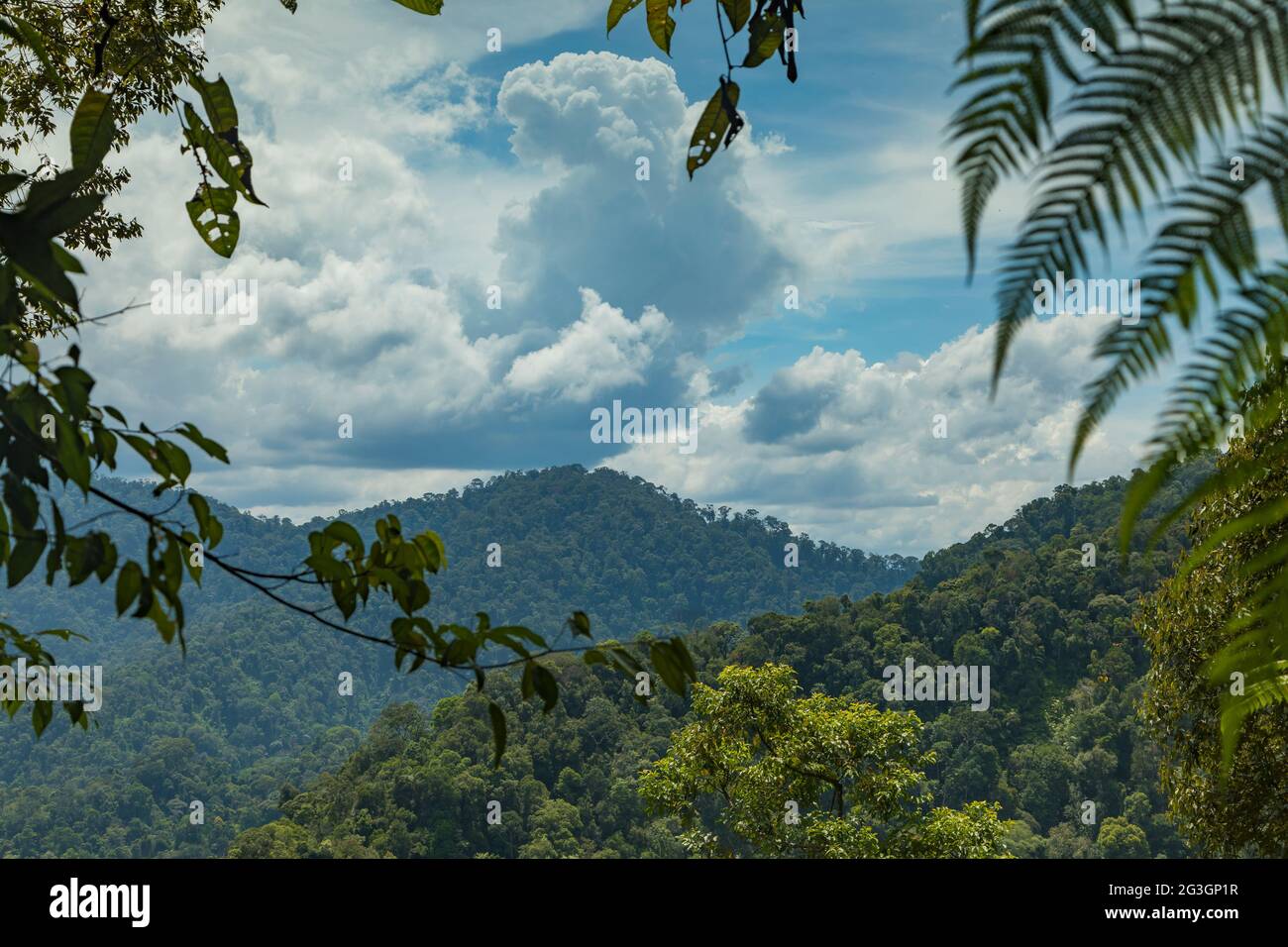 Jungle and trees of North Sumatra, in Gunung Leuser National Park, in a ...