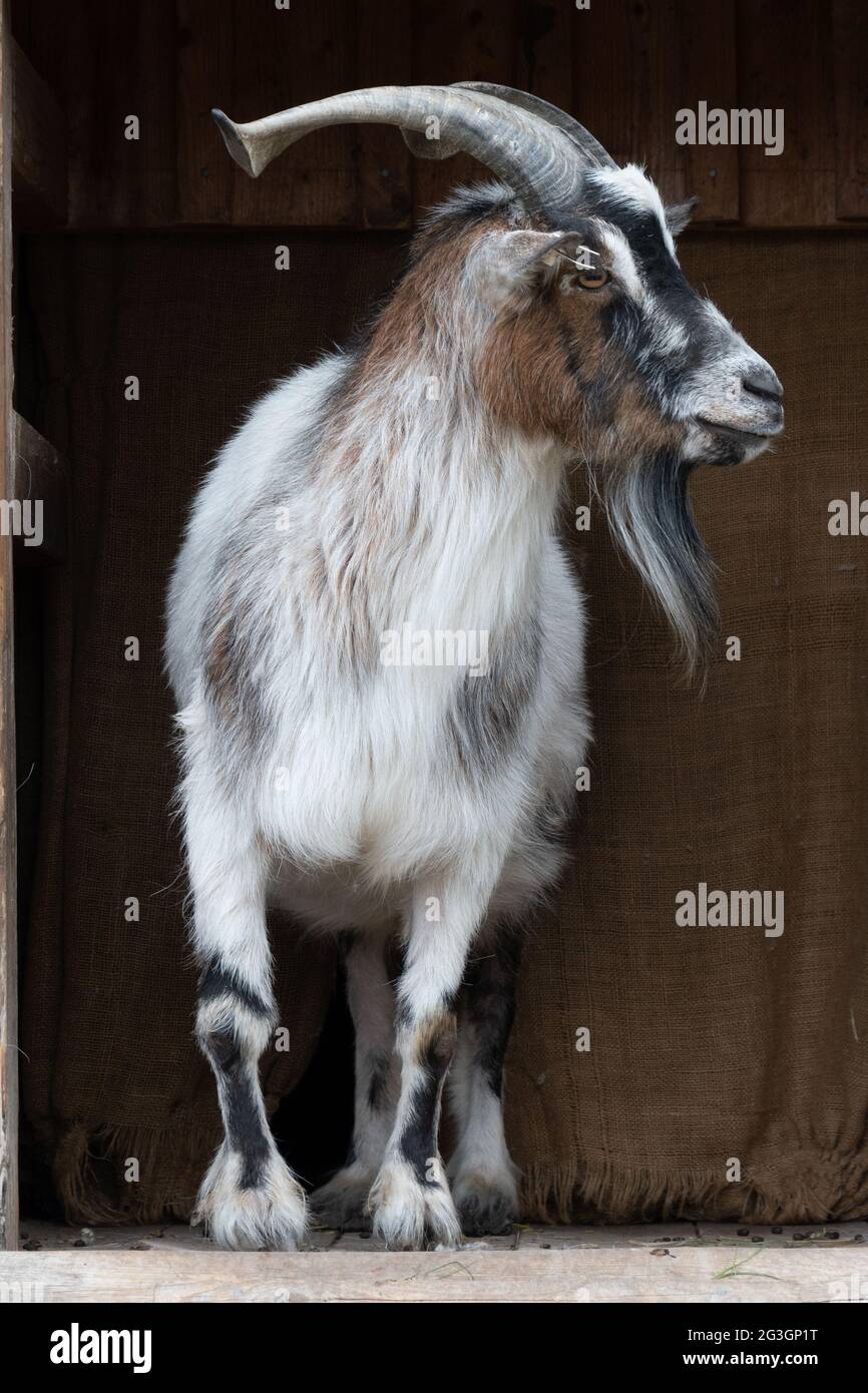 Goat surveying its enclosure Stock Photo - Alamy