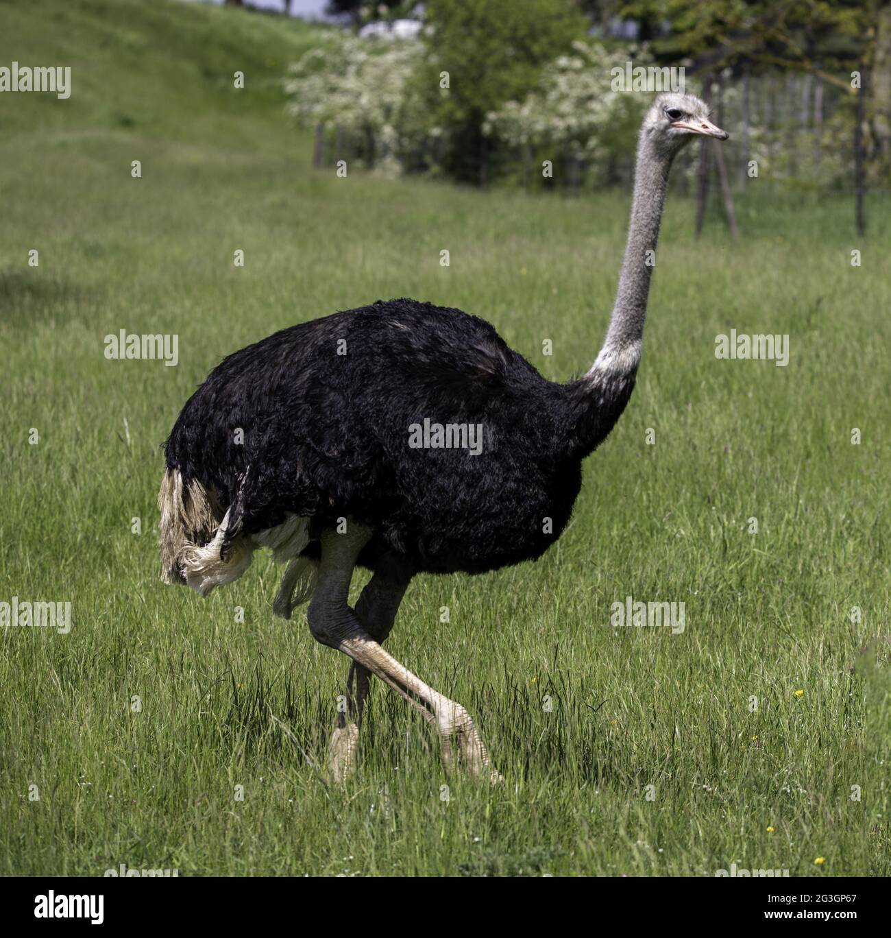Ostrich trotting around on a field of grass at Whipsnade Zoo Stock ...