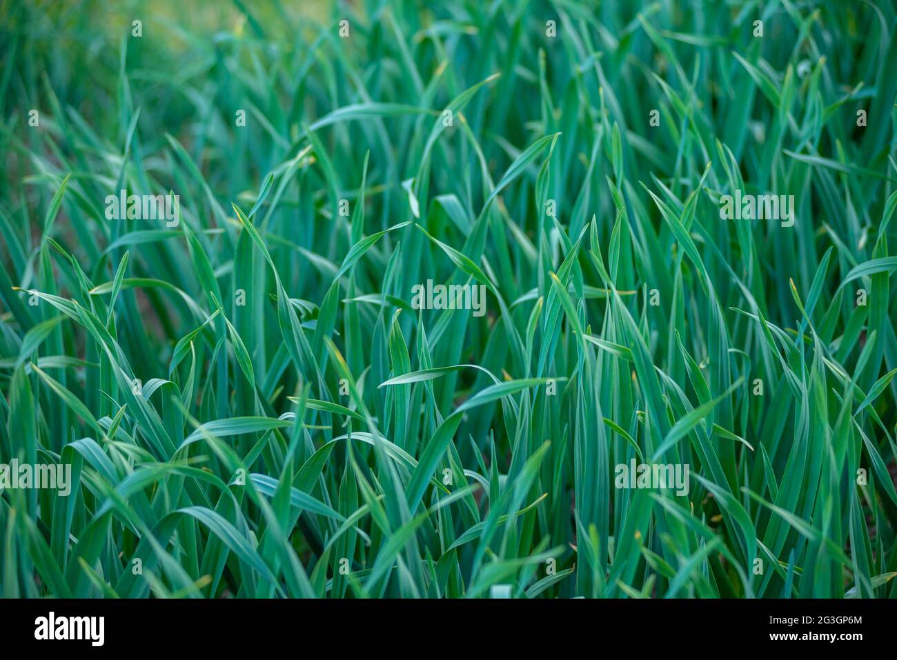 Fresh green grass field - perfect for background Stock Photo - Alamy
