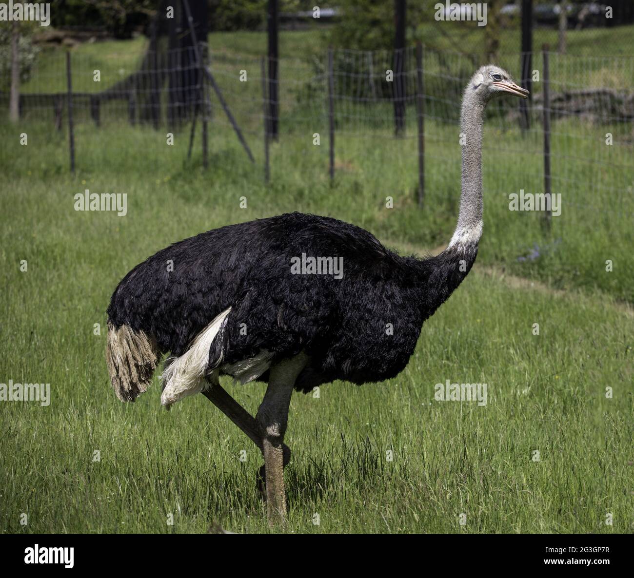 Ostrich standing in front of a metal fence at Whipsnade Zoo Stock Photo ...