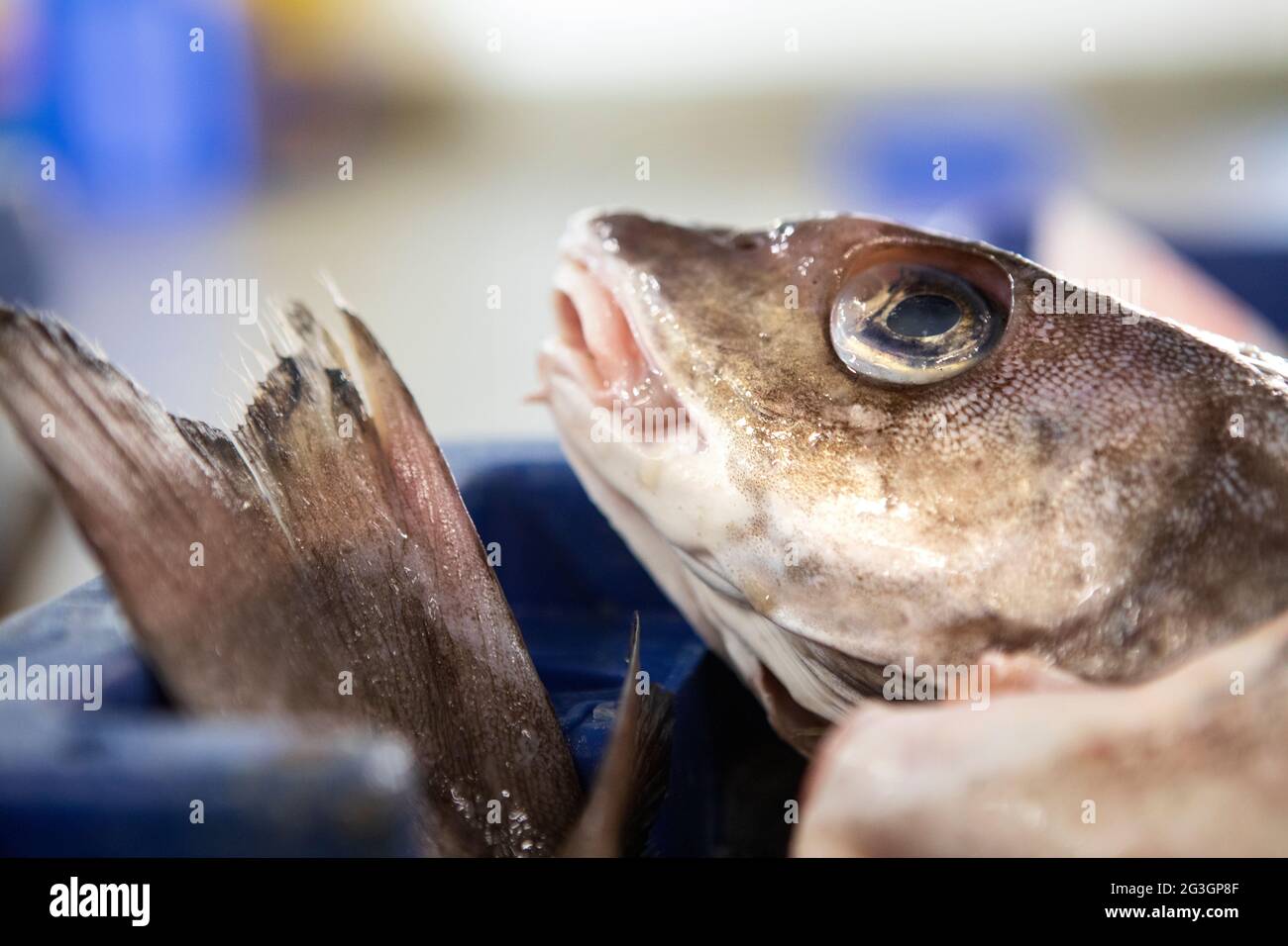 UK fishing Industry. Haddock at Grimsby Fish Market Stock Photo - Alamy