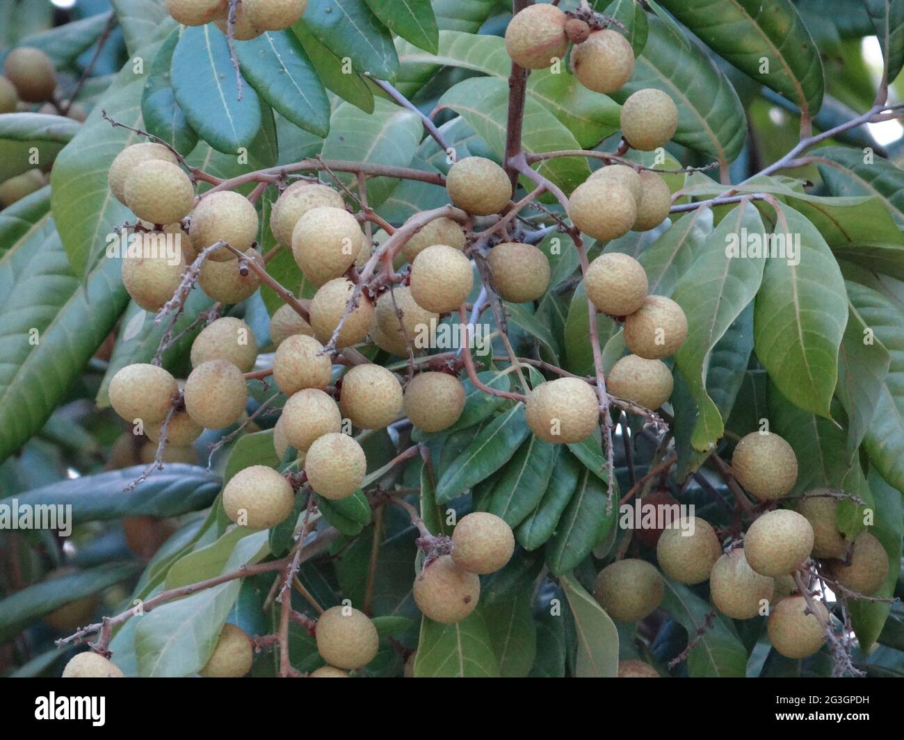 Longan fruit trees are full of longan fruits Stock Photo - Alamy