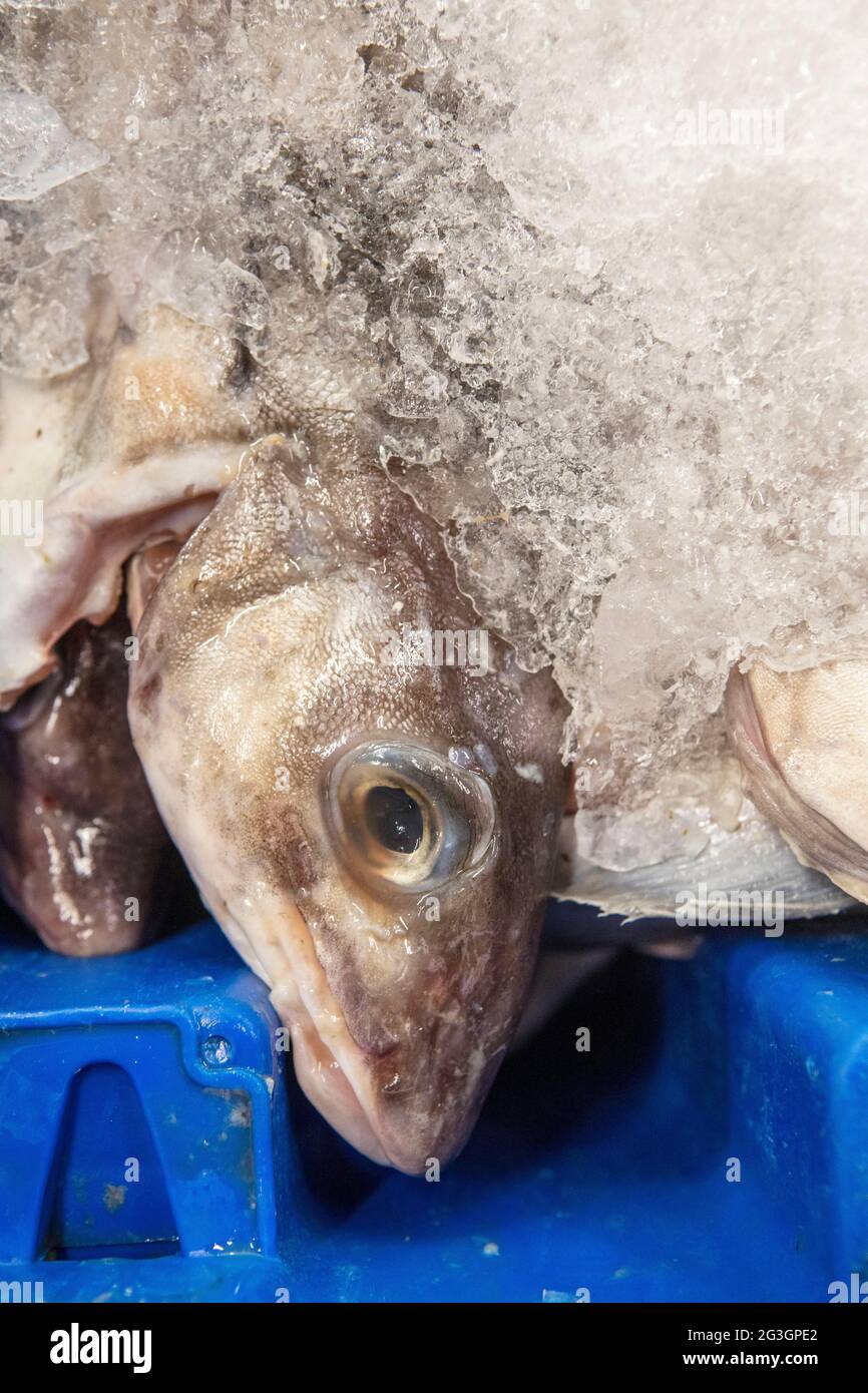 UK fishing Industry. Haddock at Grimsby Fish Market Stock Photo - Alamy
