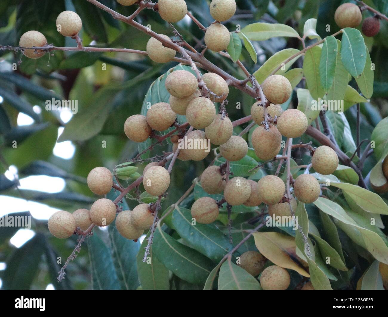 Longan fruit trees are full of longan fruits Stock Photo - Alamy