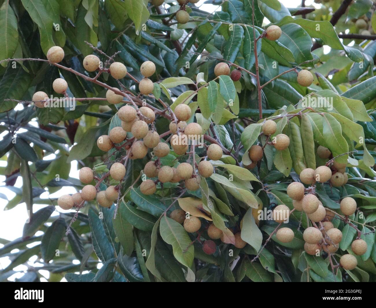 Full of longan fruit hi-res stock photography and images - Alamy