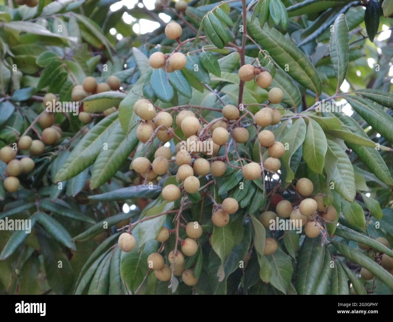 Longan fruit trees are full of longan fruits Stock Photo - Alamy