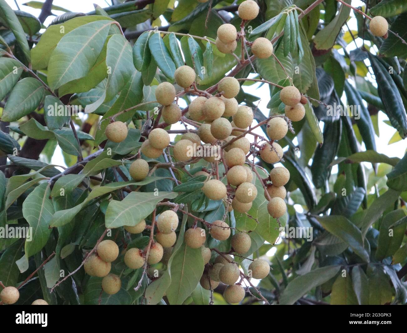 Longan fruit trees are full of longan fruits Stock Photo - Alamy