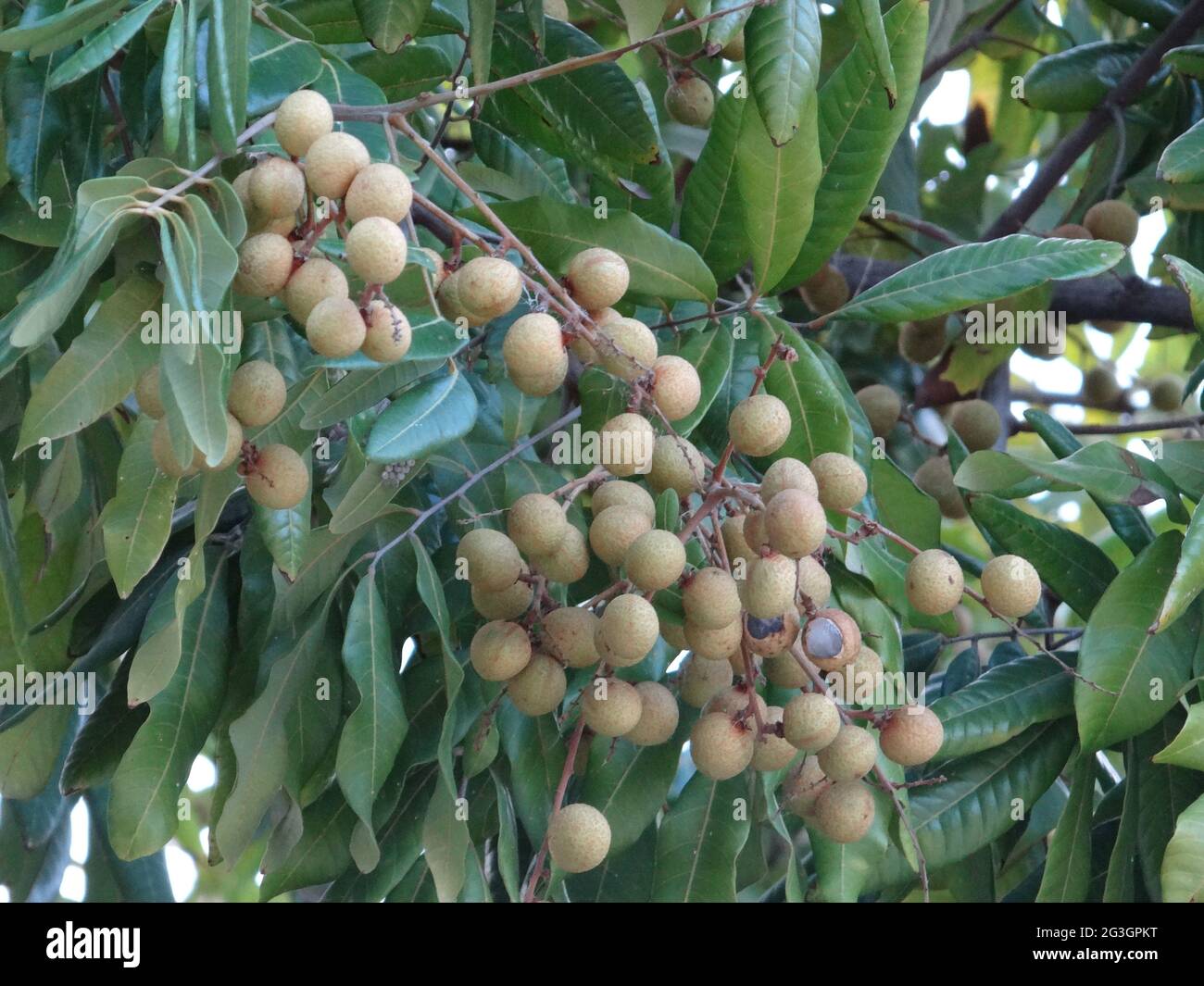 Longan fruit trees are full of longan fruits Stock Photo - Alamy